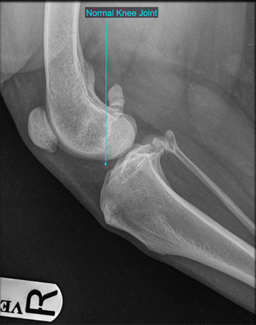 Cruciate repair for your pet – TPLO - Comet Bay Vet Hospital